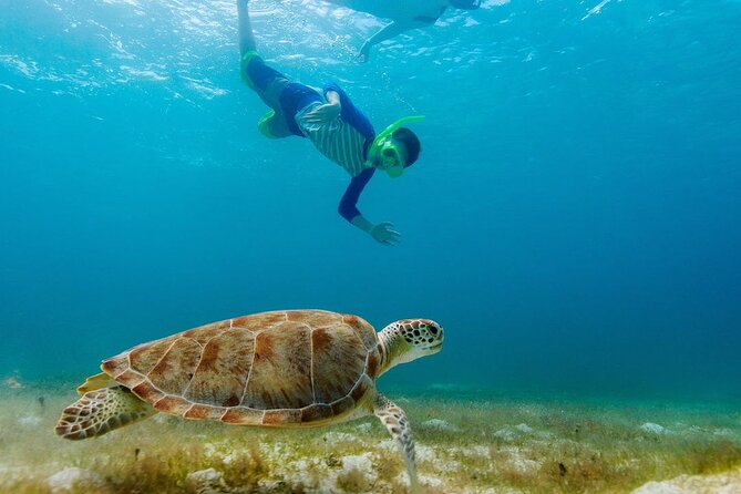 Guided snorkeling trip to the turtles in Protaras - FAQ