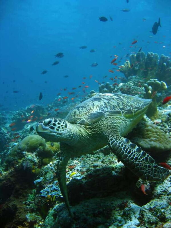 Indonesia: 20-Day Island Hopping Adventure from Bali - Who Will Love This Tour?