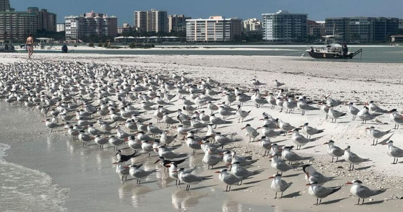 Island Paradise: Dolphin, Shelling, Birding Eco Boat Tour - FAQ
