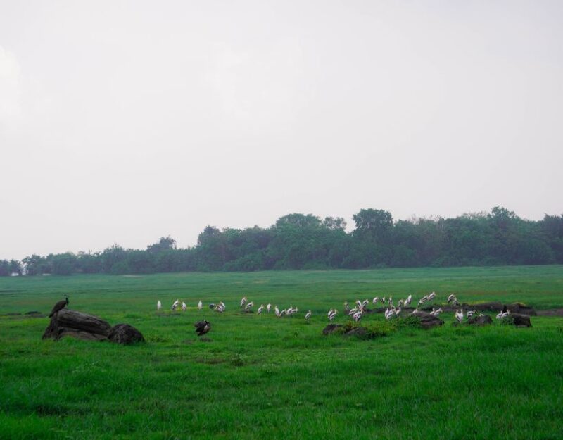 Kaudulla National Park Half Day Sri Lanka Jeep Safari - FAQ