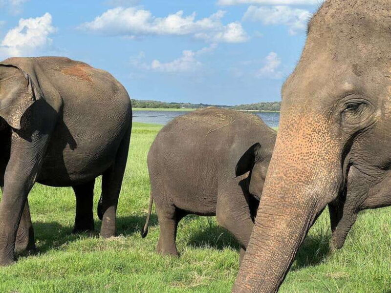 Kaudulla National Park Halfday Jeep Safari with Hotel Pickup - The Sum Up: Is It Worth It?