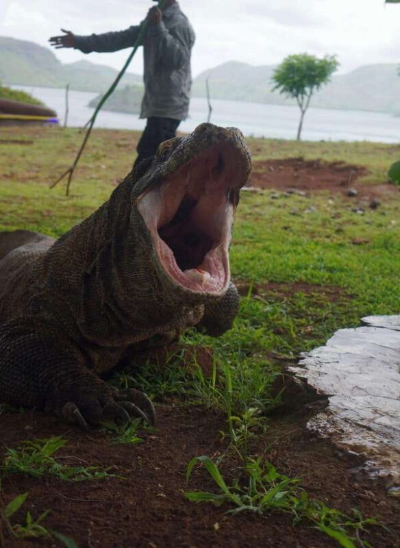 Labuan Bajo: Komodo and Pink Beach 2-Day Shared Boat Tour - FAQs