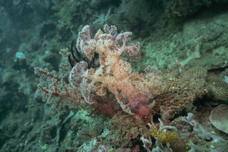 Lombok: Open Water Diver Course - Summary
