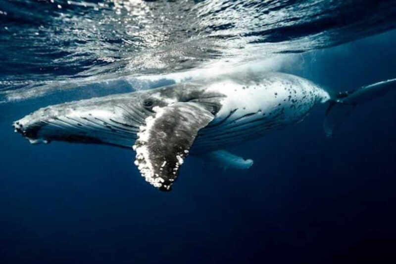 Mirissa: Whale Watching Cruise - The Value Proposition