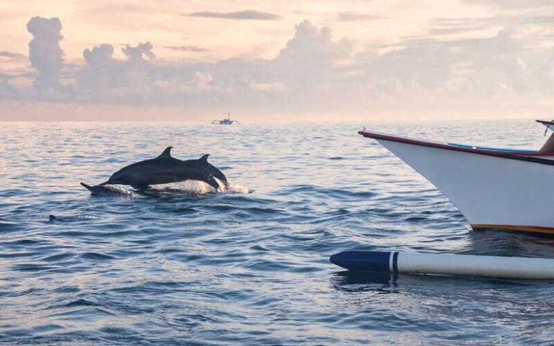 North Bali: Dolphin Watching and Snorkeling Tour - What Travelers Have Said