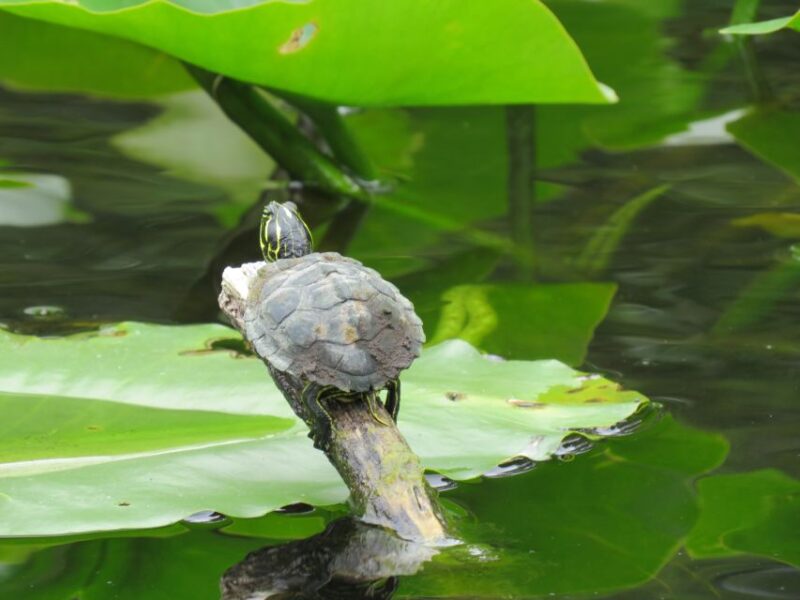 Orlando: Small Group Manatee Discovery Kayak Tour - The Sum Up