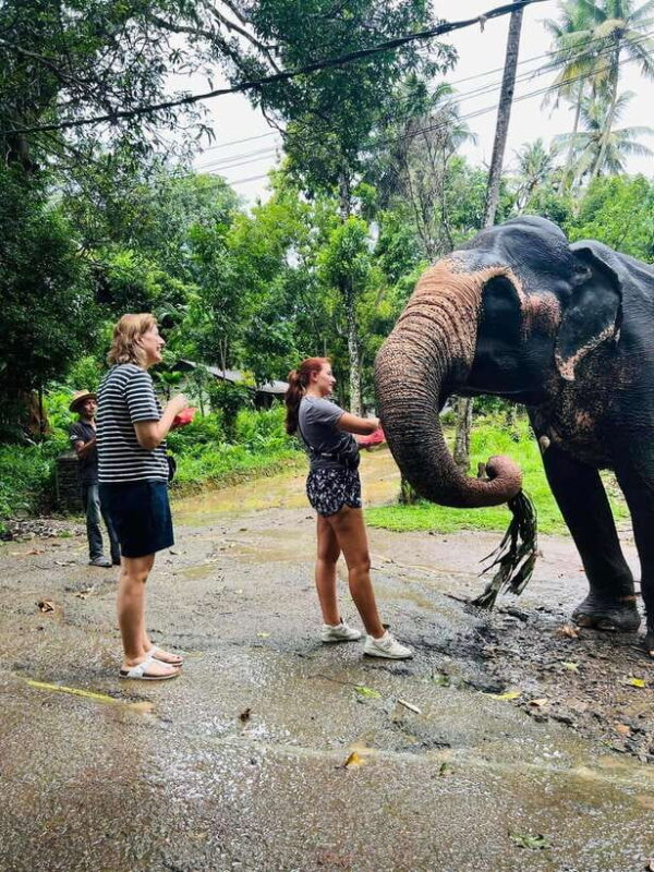 Pinnawala Day Tour from Kandy (Private tour ) - Final Thoughts: Who Is This Tour For?