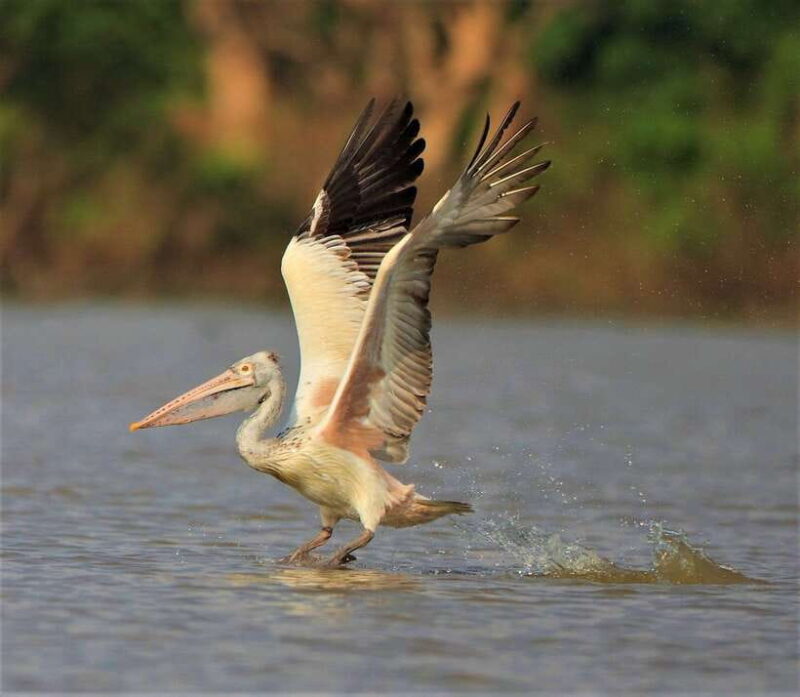 Prek Toal Birds Sanctuary & floating Village Private Tour - Who Will Love This Tour?