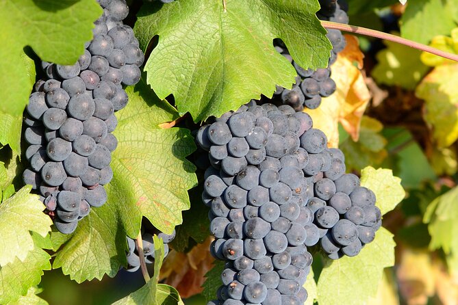 Private Sparkling Wine Tasting in Istria - Final Words