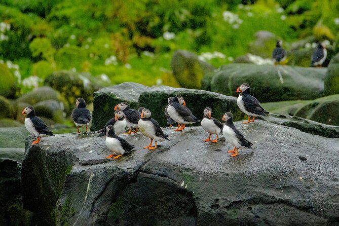 Puffin Watching Speedboat Express - The Experience and Its Highlights
