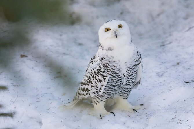 Ranua Zoo Family Tour from Rovaniemi - FAQ