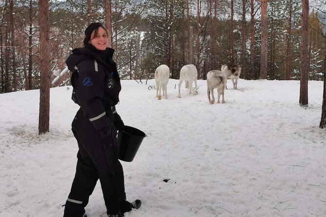 REINDEER FEEDING - Join us for a unique moment with our reindeer - The Sum Up