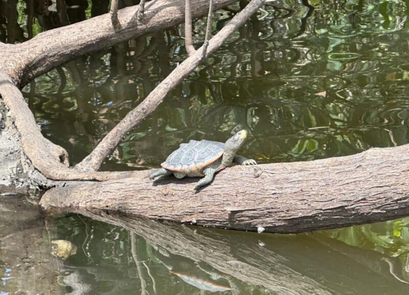 Robinson Preserve Mangrove Tour - Accessibility and Group Size