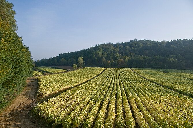 Rome Countryside Vineyards and Wine Tasting - Private Tour - The Atmosphere and Setting