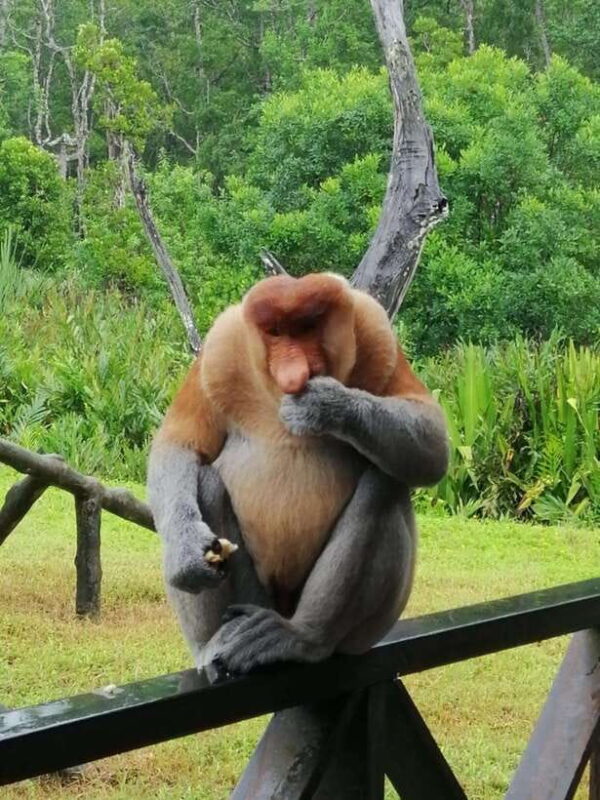 Sandakan: Orangutan Sanctuary Shared Day Trip Tour - Who Should Consider This Tour?