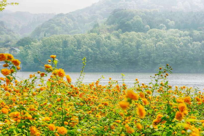 Seoul: Alpaca World & Nami Island (+Gangchon Railbike) - Who Will Love This Tour?