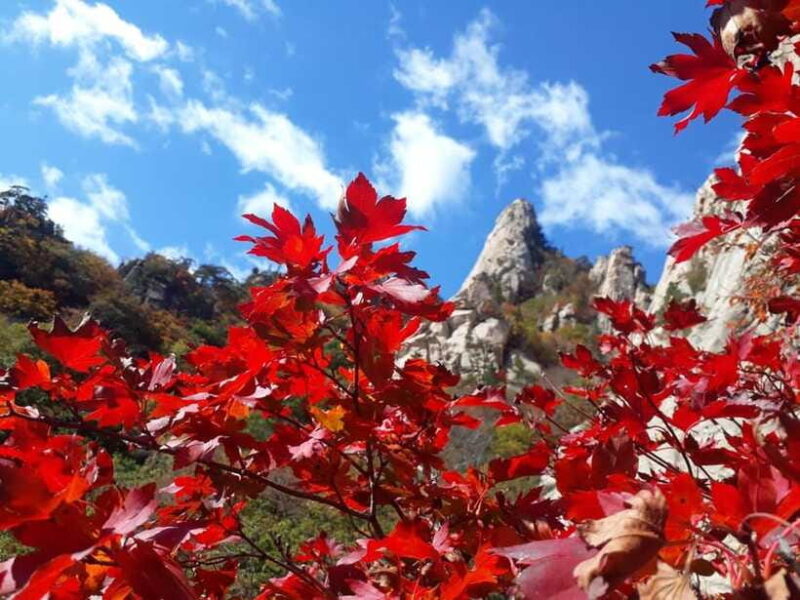 Seoul: Mt.Seorak, Nami Island, No Shopping(+RailBike Option) - The Sum Up