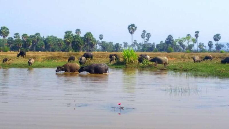 Siem Reap: 6-Hour Easy Rider Motorbike Tour - Authentic Encounters and Cultural Appreciation