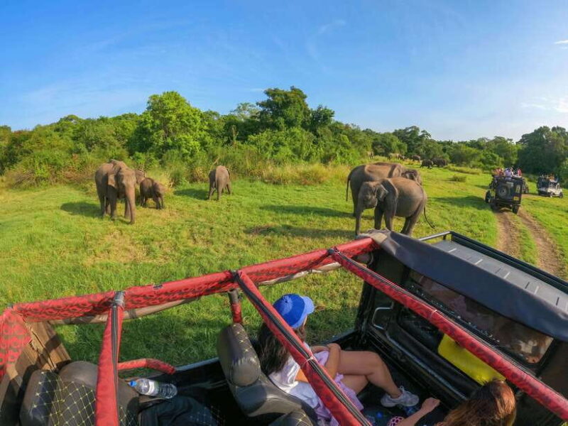 Sigiriya: Elephant Safari at Minneriya National Park - FAQs