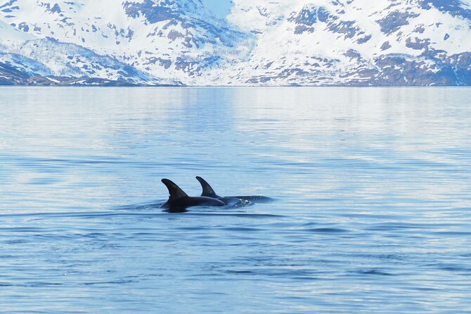 Small group Whale watching - FAQs About This Whale Watching Tour