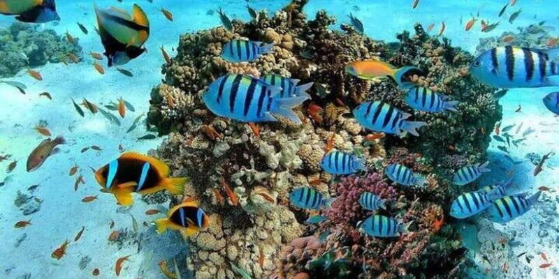 Snorkeling in Port City - FAQ