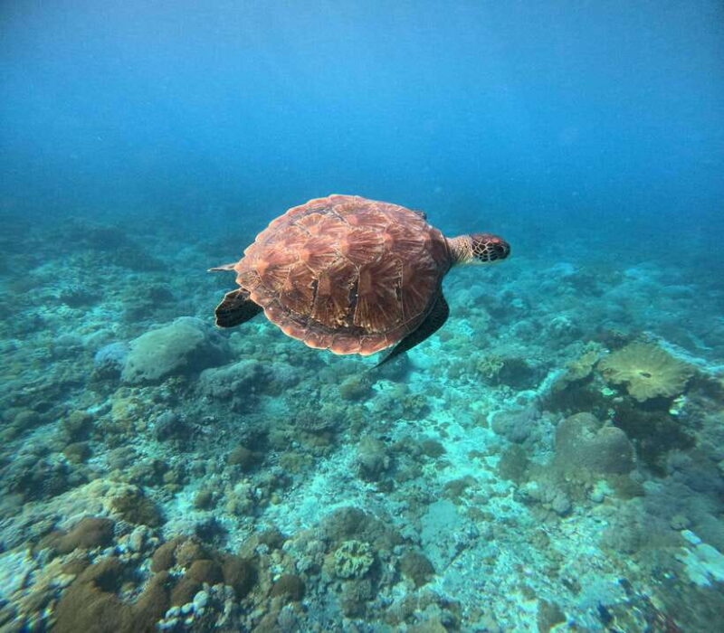 Snorkeling Nusa Penida four Spots - FAQ