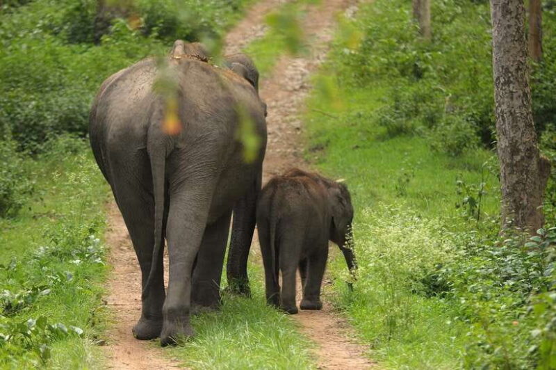 Sri Lanka: Sigiriya, Dambulla Highlights Day Tour And Safari - Final Thoughts