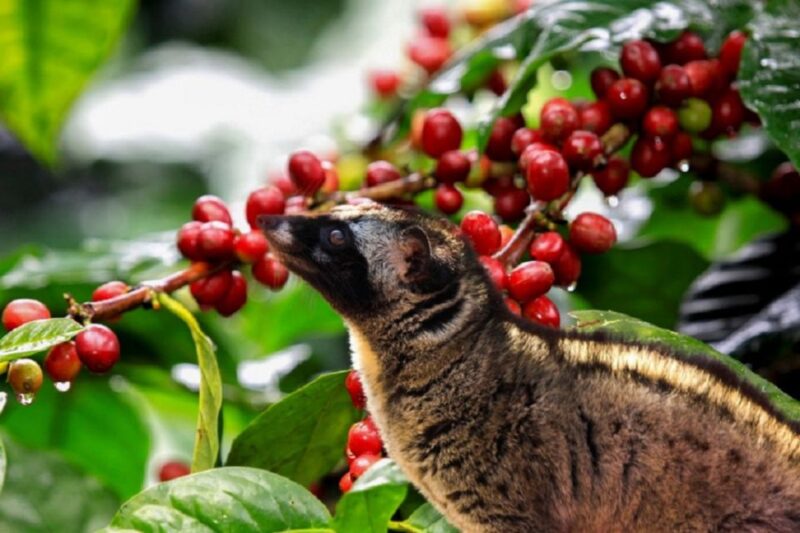Tea & Coffee Tour - Real Travelers’ Perspectives