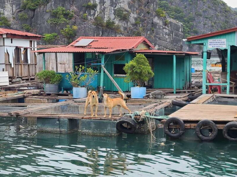 The most Luxury Day Cruise Explore the beauty of Lan Ha Bay - FAQ