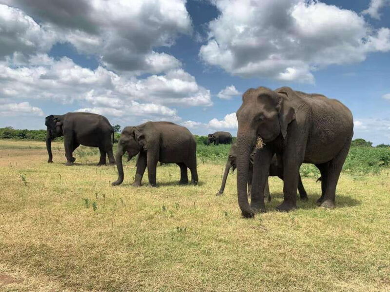 Udawalawa National Park: All Inclusive Safari Day Tour - Final Thoughts