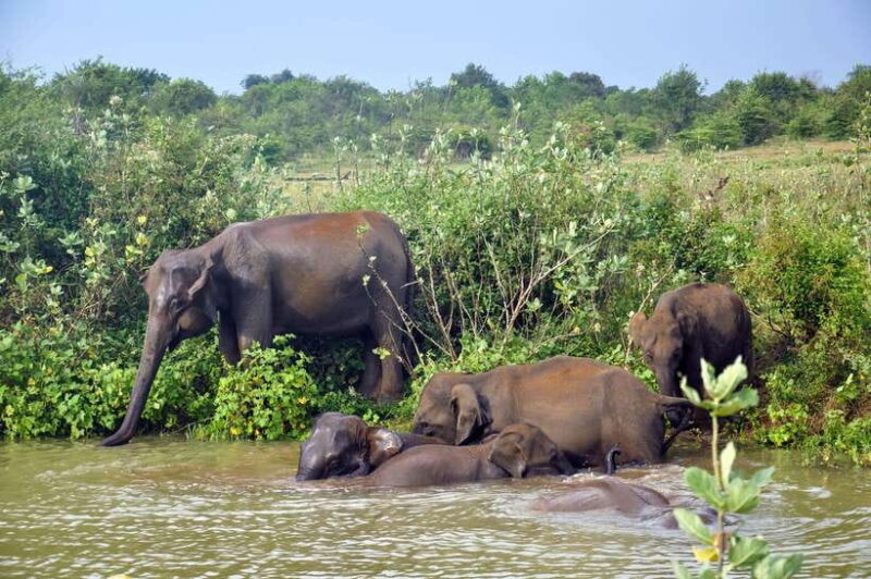 Udawalawe National Park Private Safari from Kalutara - The Itinerary: What’s Included and What to Consider