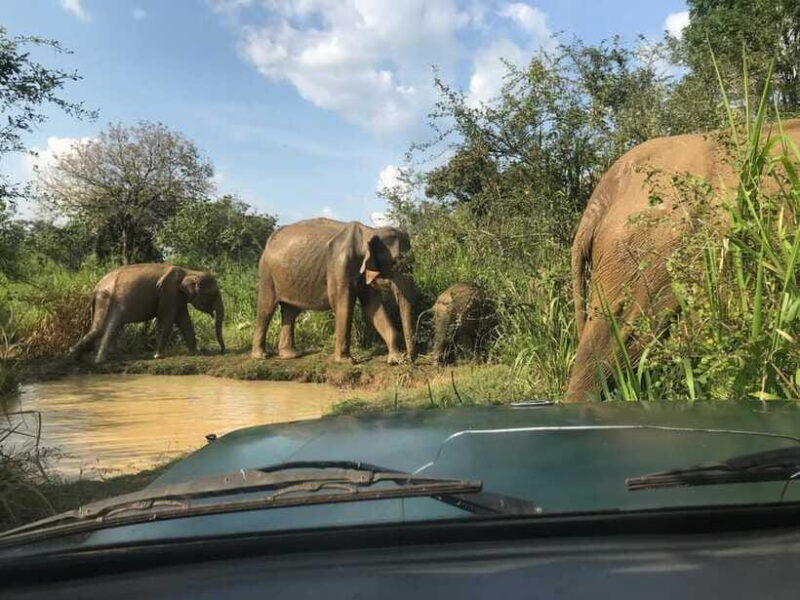 Udawalawe National Park Safari Adventure ( privet tour) - Final Thoughts