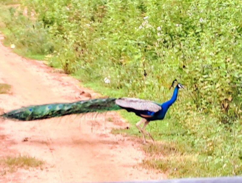 Udawalawe National Park Safari Tour - FAQs