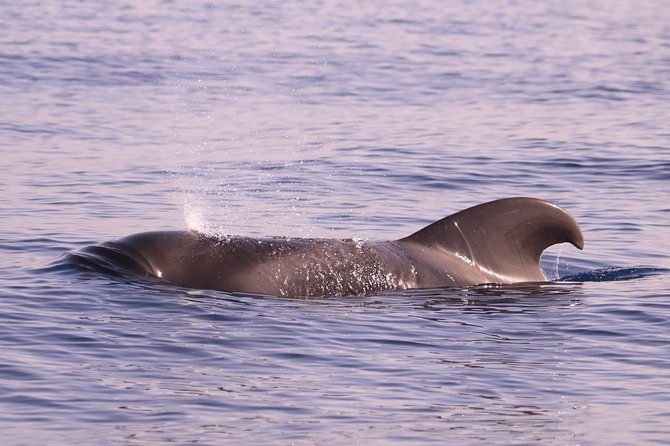 Whale and Dolphin Watching in Calheta, Madeira Island - Authentic Encounters and Respect for Nature