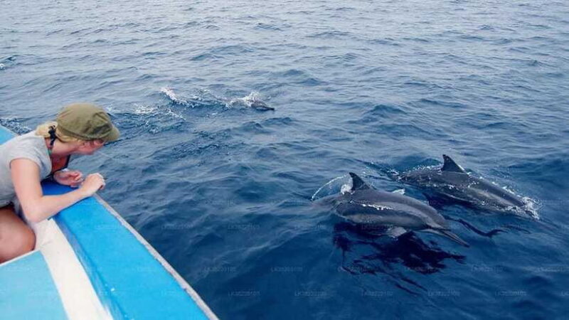 Whale Watching Boat Tour from Galle - Final Thoughts