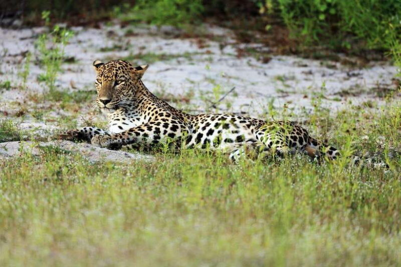 Wilpattu National Park: Private Safari - Authentic Encounters and Real-World Reviews