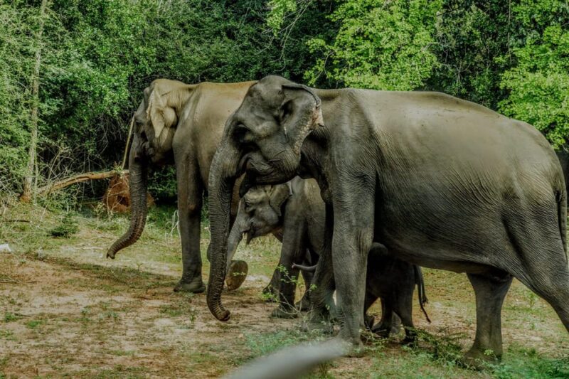 Yala National Park: ALL INCLUSIVE PRIVATE Safari Tour - FAQ