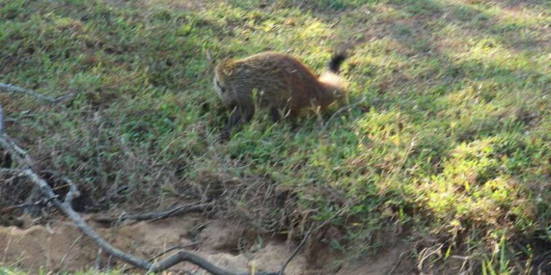 Yala National Park: Morning Afternoon Safari (All Inclusive) - The Sum Up