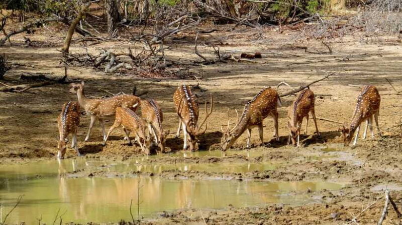 Yala National Park Safari from Weligama - FAQs