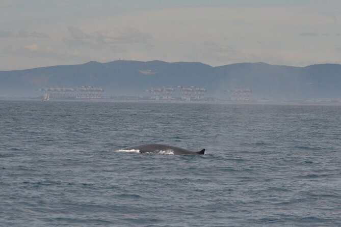 8-Hour Whale Watching in Barcelona - Key Points