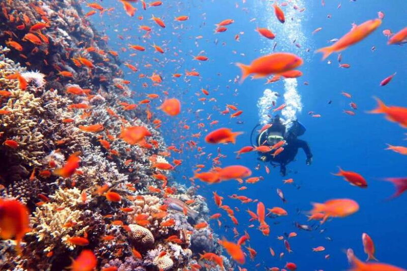 3 Fun Dives for Certified Diver Phi Phi islands &Shark Point - FAQ