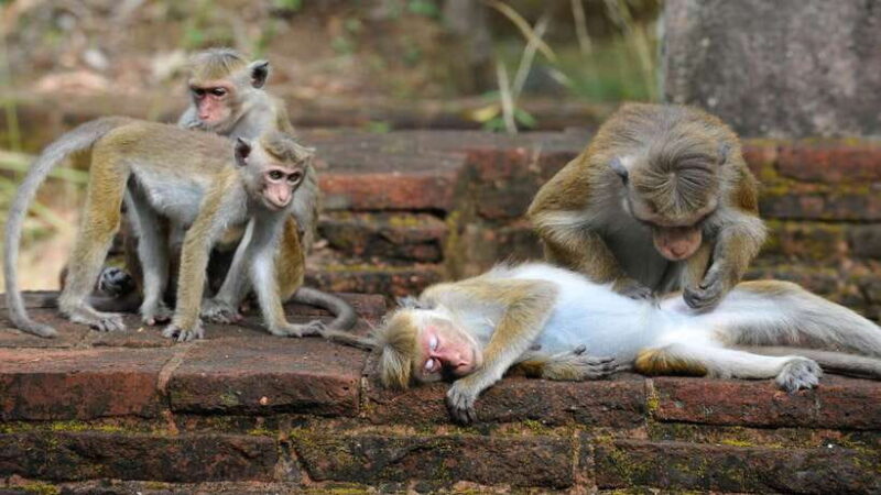 Colombo: Sigiriya Rock, Cave Temple & Village Private Tour - Final Thoughts