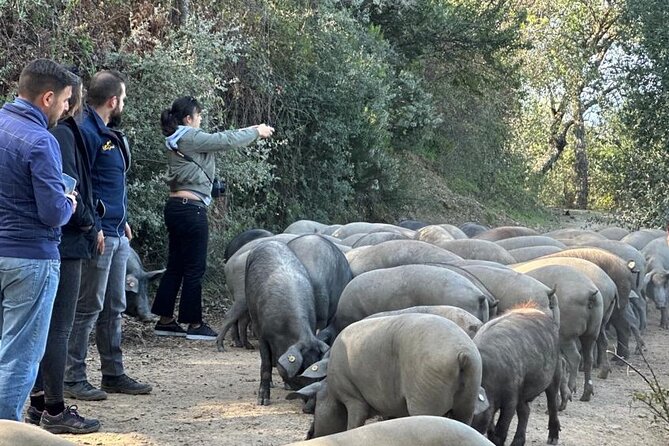 Guided Tour of the Genal Valley - Practical Considerations and Value