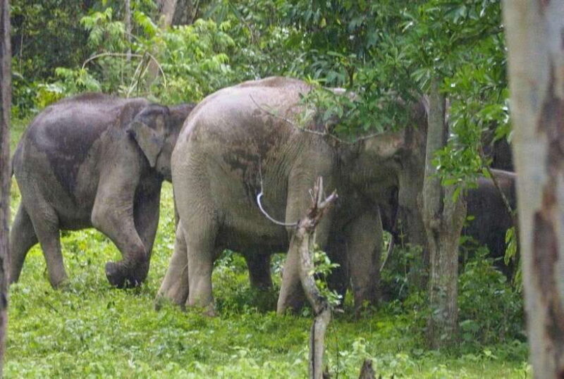 HUA HIN : Kui Buri Wild Elephant Watching (Private 4 pax up) - FAQs