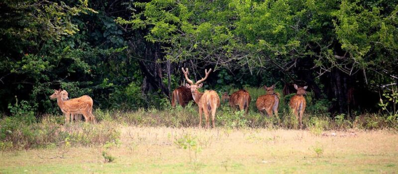 Kumana National Park : Morning or Afternoon Safari (6 h) - The Sum Up: Who Is This Safari Best For?