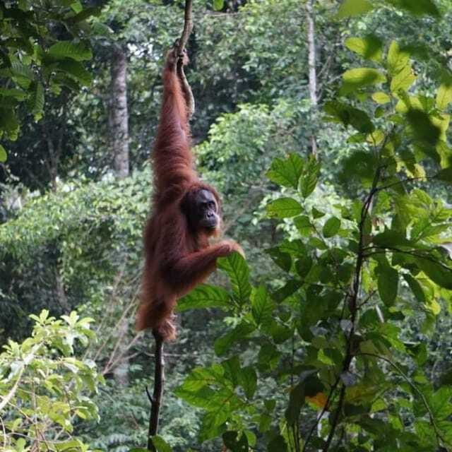 Medan: Bukit Lawang, Berastagi & Lake Toba Tour with Hotel - FAQ