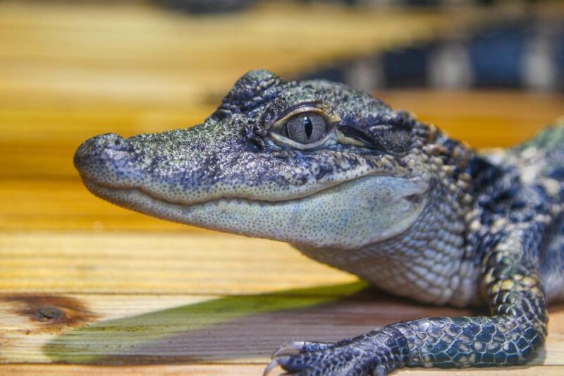 New Orleans: Audubon Aquarium & Insectarium Ticket - Frequently Asked Questions