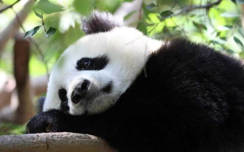 One-day tour of Panda Park and Leshan Giant Buddha - FAQ