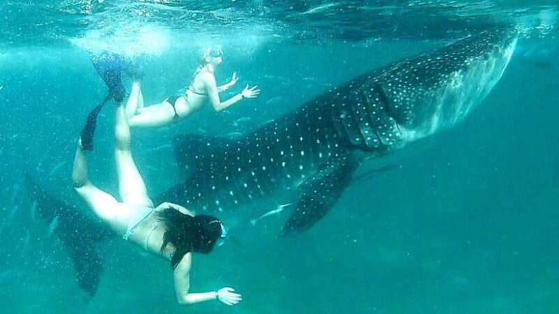 Oslob: Whale Shark Swim & Snorkeling Experience Tour - Frequently Asked Questions (FAQ)