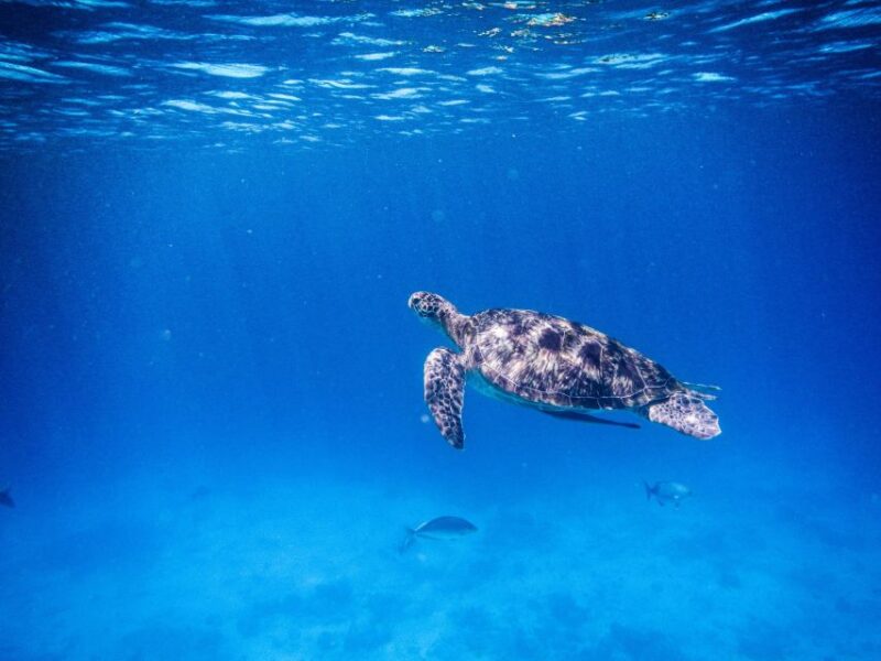 Phuket/Khao Lak: Speedboat Snorkel Tour to Similan Islands - Final Thoughts: Who Should Book?